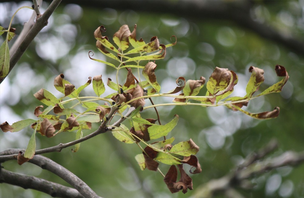 Symptoms of Ash dieback